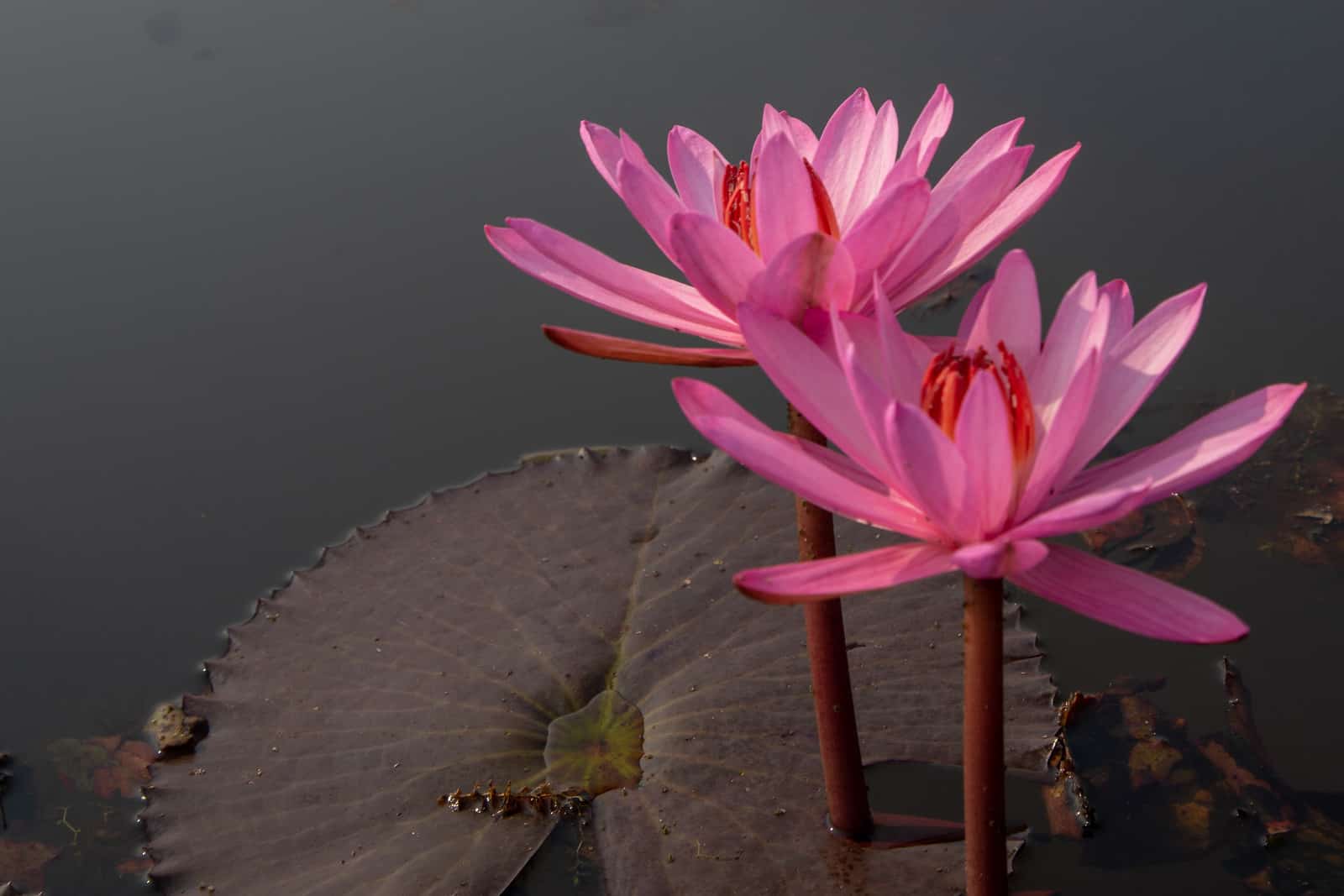 Red Lotus Sea Near Udon Thani, Thailand - LifePart2andBeyond.com